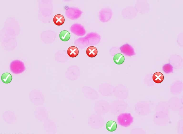Cell Quantification Methods In Practice - Halo Labs