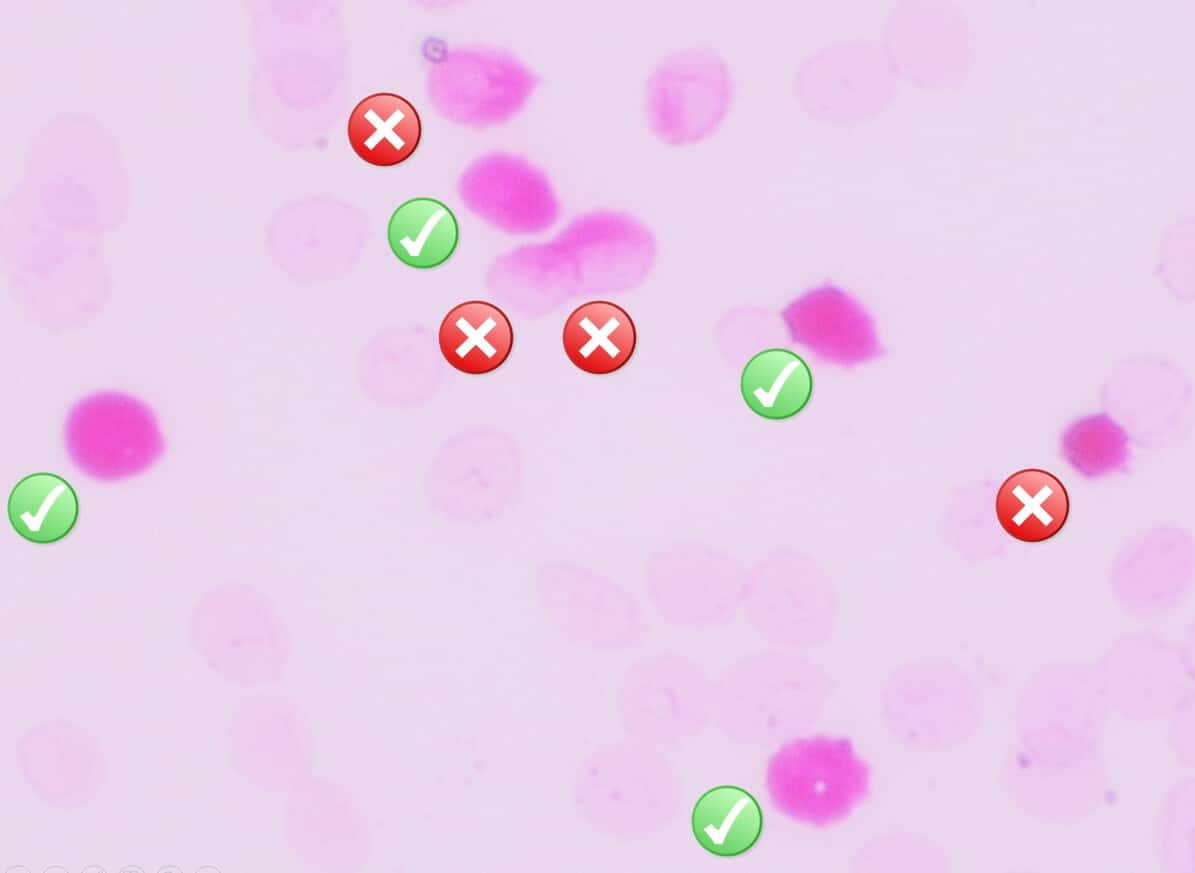 Cell Quantification Methods In Practice - Halo Labs